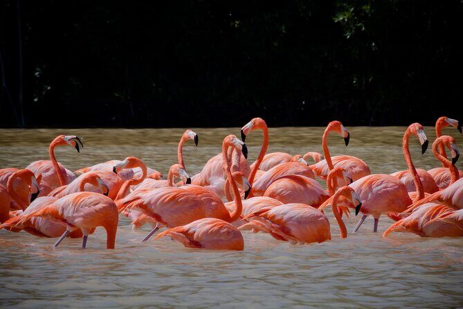 Celestun Flamingos Beach & Seafood Tour departure from Merida - Who Will Love This Tour?