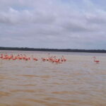 Celestun + Lunch, Boat Ride & beach time. - Exploring the Flamingos and Wildlife