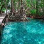 Celestun mangrove boat tour from Mérida - Analyzing the Value