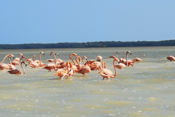 Cenote Suytun & Rio Lagartos & Las Coloradas - Why This Tour Offers Great Value
