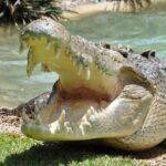 Central Coast Private Day Tour | Beaches, Bays and Wildlife & Reptile Park Entry - Value and Considerations