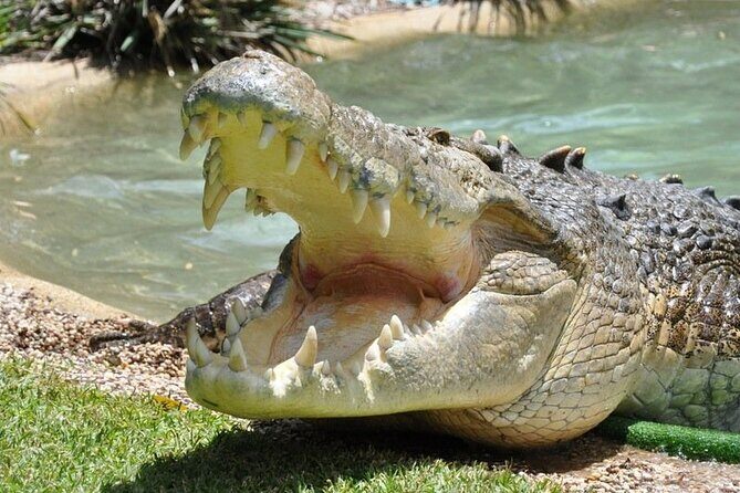 Central Coast Private Day Tour | Beaches, Bays and Wildlife & Reptile Park Entry - Value and Considerations