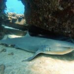 Certified Divers! Scuba dive the Ka'anapali Coast and more! - The Itinerary in Detail
