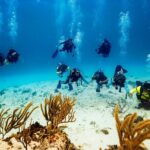 Certified Diving Experience in Cozumel - The Value of a Short but Sweet Reef Tour