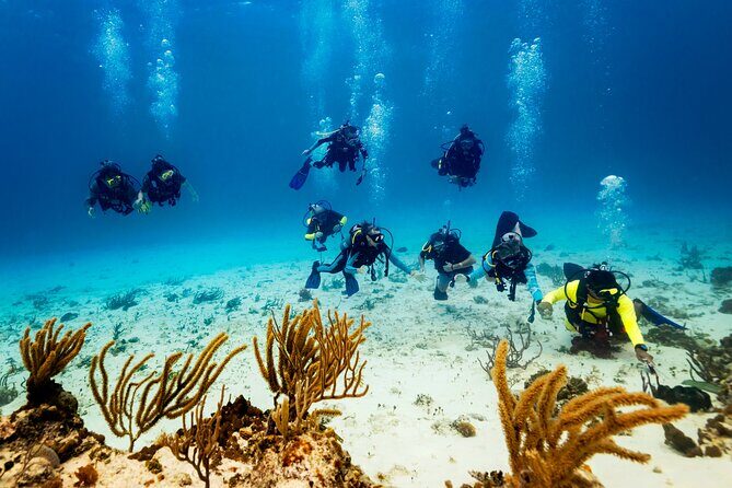 Certified Diving Experience in Cozumel - The Value of a Short but Sweet Reef Tour