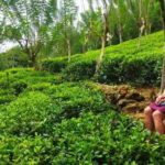 Ceylon Tea Experience from Colombo Port Passenger Terminal - An In-Depth Look at the Tour Itinerary