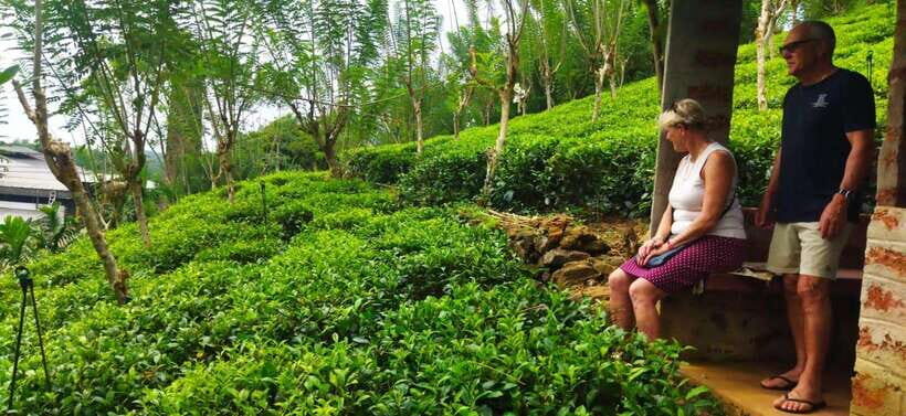 Ceylon Tea Experience from Colombo Port Passenger Terminal - An In-Depth Look at the Tour Itinerary