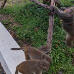 Chan May Port : Private tour to Golden Hand Bridge - Ba Na Hills - Authentic Experiences and Practical Tips