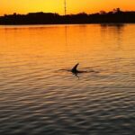 Charleston Dolphin Cruise Scenic Harbor Adventure - Wildlife & Scenic Viewing