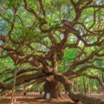 Charleston: Wadmalaw Island Wine Tasting and Tea Garden Trip - Who Guides the Tour?