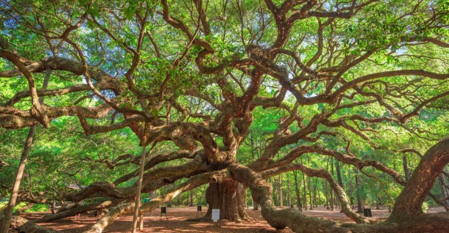 Charleston: Wadmalaw Island Wine Tasting and Tea Garden Trip - Who Guides the Tour?