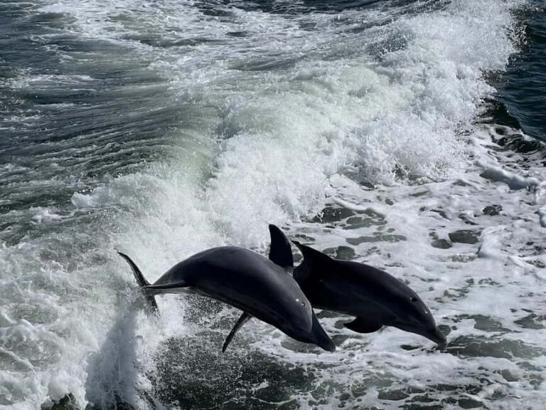 Charlotte Harbor: Dolphin Discovery Day Cruise - Who will love this experience?