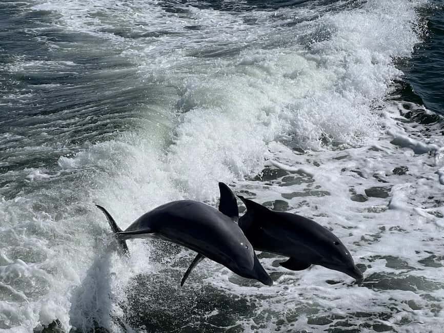 Charlotte Harbor: Dolphin Discovery Day Cruise - Who will love this experience?