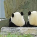 Chengdu: Chengdu Day Trip with Giant Panda and Leshan Buddha - Who Is This Tour Best Suited For?