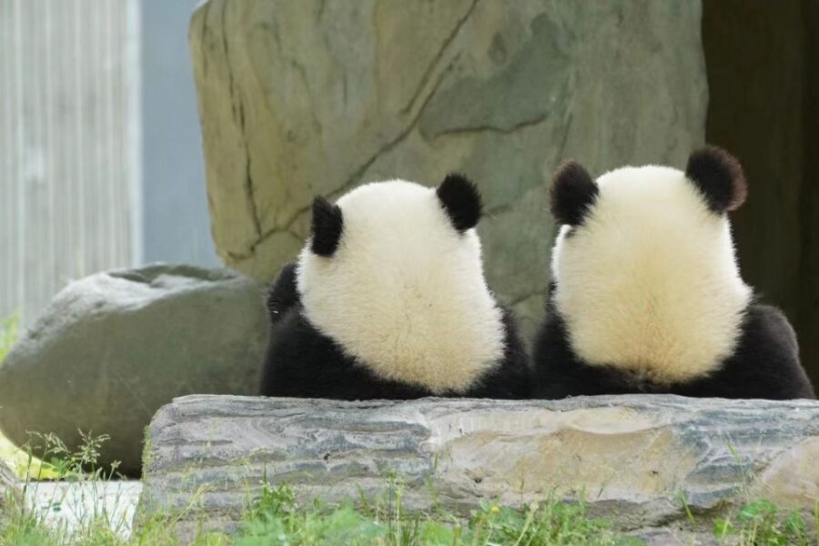 Chengdu: Chengdu Day Trip with Giant Panda and Leshan Buddha - Who Is This Tour Best Suited For?