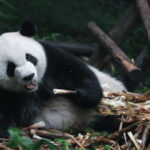 Chengdu: Giant Panda Base Reservation and Entry - Introduction: What Makes This Tour Stand Out?
