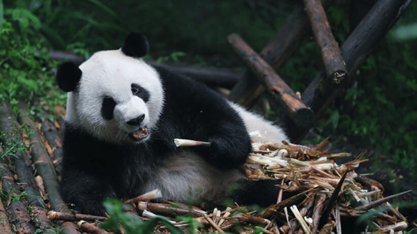 Chengdu: Giant Panda Base Reservation and Entry - Introduction: What Makes This Tour Stand Out?