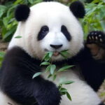 Chengdu: Giant Panda Base, Sanxingdui Museum, and Opera Tour - Logistics and Practical Tips