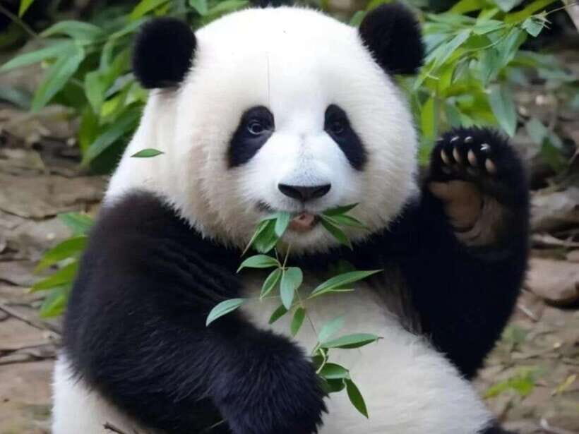 Chengdu: Giant Panda Base, Sanxingdui Museum, and Opera Tour - Logistics and Practical Tips
