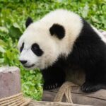 Chengdu: Giant Panda Breeding Research Base Ticket - What You Can Expect