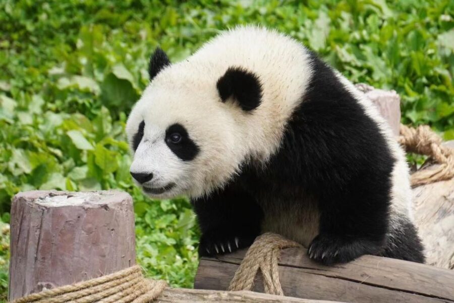 Chengdu: Giant Panda Breeding Research Base Ticket - What You Can Expect