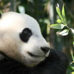 Chengdu: Half-Day Panda Base Tour with Guide Option - Analyzing the Cost and Value