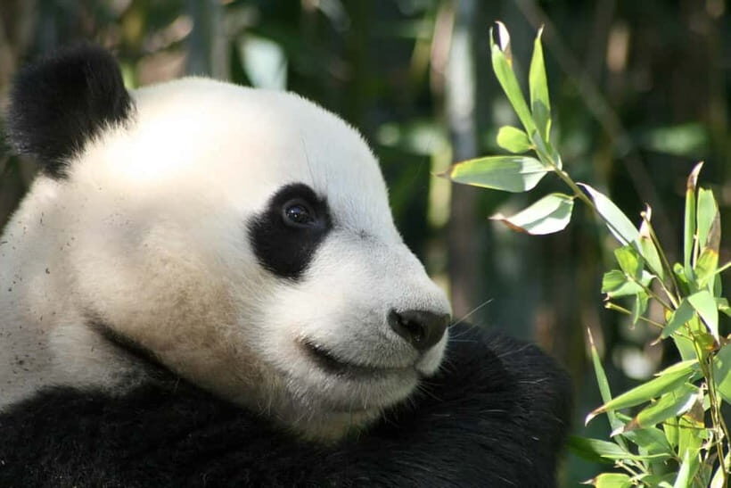 Chengdu: Half-Day Panda Base Tour with Guide Option - Analyzing the Cost and Value