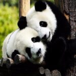 Chengdu One Day Trip from Xiamen by Air: Leshan Giant Buddha, Pandas and More - What Does This Tour Offer in Practical Terms?