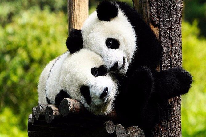 Chengdu One Day Trip from Xiamen by Air: Leshan Giant Buddha, Pandas and More - What Does This Tour Offer in Practical Terms?