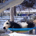 Chengdu: Panda Base, Farmer's Market, and Cooking Class - Pricing & Value Analysis