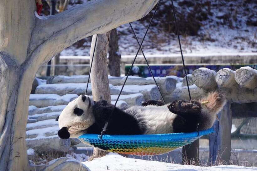 Chengdu: Panda Base, Farmer's Market, and Cooking Class - Pricing & Value Analysis