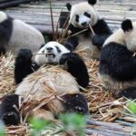 Chengdu panda base half day tour - The Value and What It Means for You