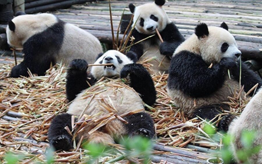 Chengdu panda base half day tour - The Value and What It Means for You