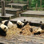 Chengdu Panda Base Tour and More As Your Wish - Who Is This Tour Best For?