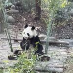 Chengdu Panda Impression Private Day Tour - What to Expect and How to Make the Most of It