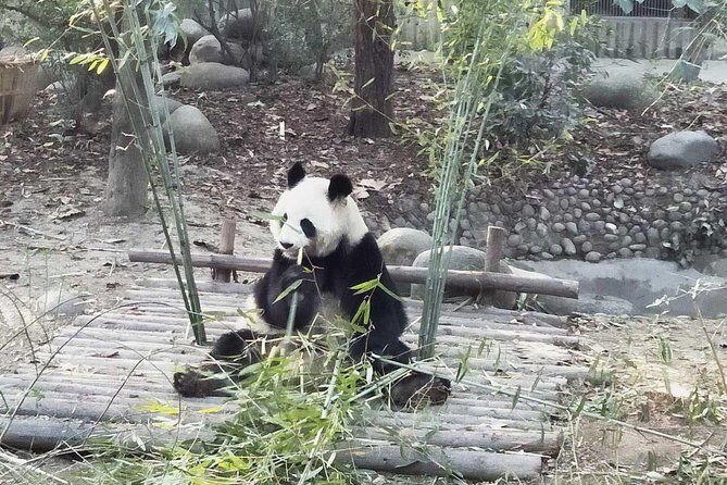 Chengdu Panda Impression Private Day Tour - What to Expect and How to Make the Most of It