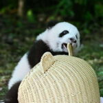 Chengdu: Panda Research Base Ticket or Private Transfer Tour - In-Depth Look at the Experience