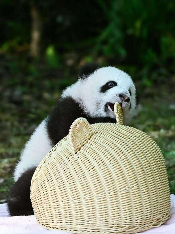 Chengdu: Panda Research Base Ticket or Private Transfer Tour - In-Depth Look at the Experience