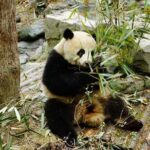 Chengdu Panda Tour and local Culture Experience - Immersing Yourself in Chengdu’s Local Scene at Renmin Park