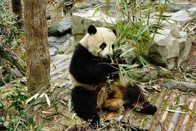 Chengdu Panda Tour and local Culture Experience - Immersing Yourself in Chengdu’s Local Scene at Renmin Park