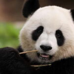 Chengdu Pandas&Dujiangyan Private Tour with Blue Tears - Exploring Chengdu’s Literary Charm at Zhongshuge