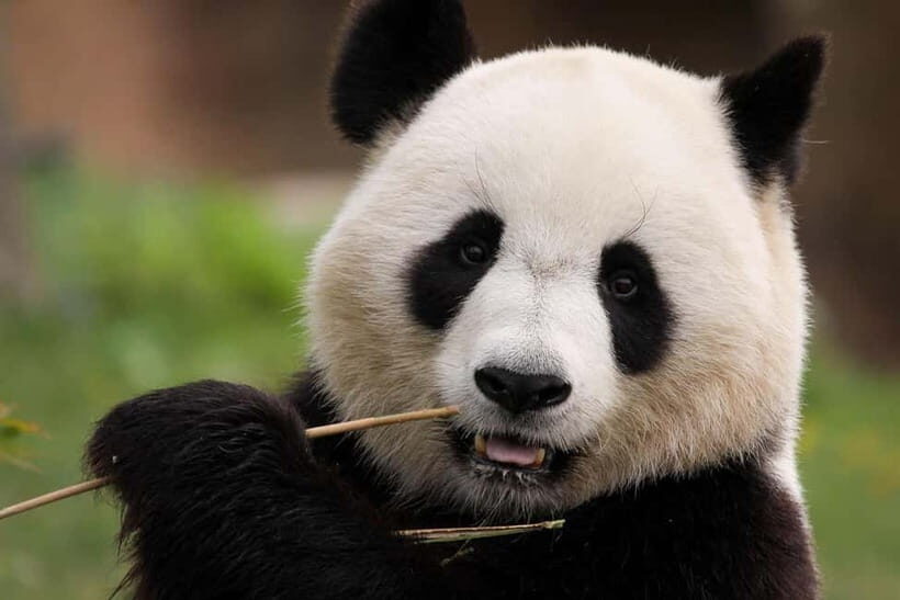 Chengdu Pandas&Dujiangyan Private Tour with Blue Tears - Exploring Chengdu’s Literary Charm at Zhongshuge