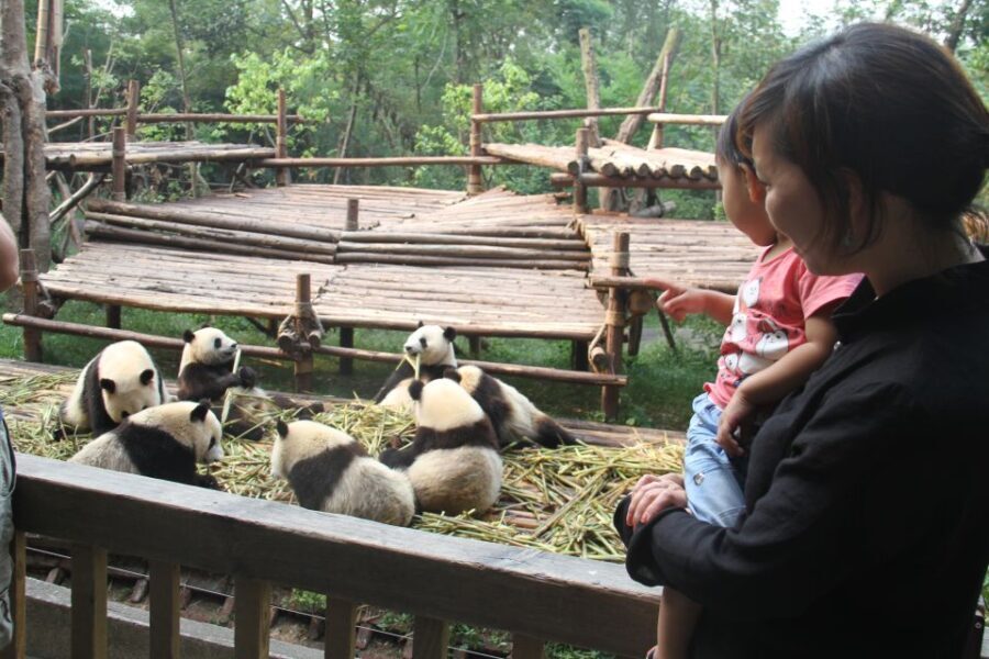 Chengdu: Private Panda Base Tour with 80 Pandas - Transport and Logistics