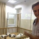 Chengdu Private Sightseeing Tour with Panda Breeding Center Visit - An In-Depth Review of the Chengdu Experience
