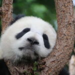 Chengdu Private Tour: Meet Pandas+Hike Qingcheng Front/Back - What You Can Expect: A Day of Nature, Culture, and Wildlife