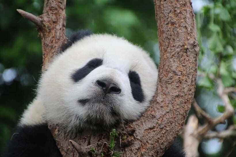 Chengdu Private Tour: Meet Pandas+Hike Qingcheng Front/Back - What You Can Expect: A Day of Nature, Culture, and Wildlife