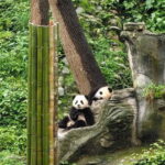 Chengdu: Tea-Picking in the Birthplace of Tea Culture - The Allure of Mengding Mountain: Tea Picking & Terraces
