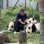 Chengdu: Volunteer Day Experience at Dujiangyan Panda base - The Itinerary in Detail: What Youll Really Experience