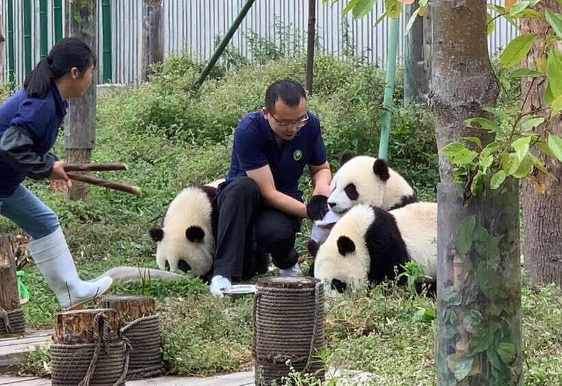 Chengdu: Volunteer Day Experience at Dujiangyan Panda base - The Itinerary in Detail: What Youll Really Experience