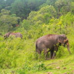 Chiang Mai: Day for Elephant Observation Only Half-day Trip - Authentic Elephant Observation and Ethical Tourism